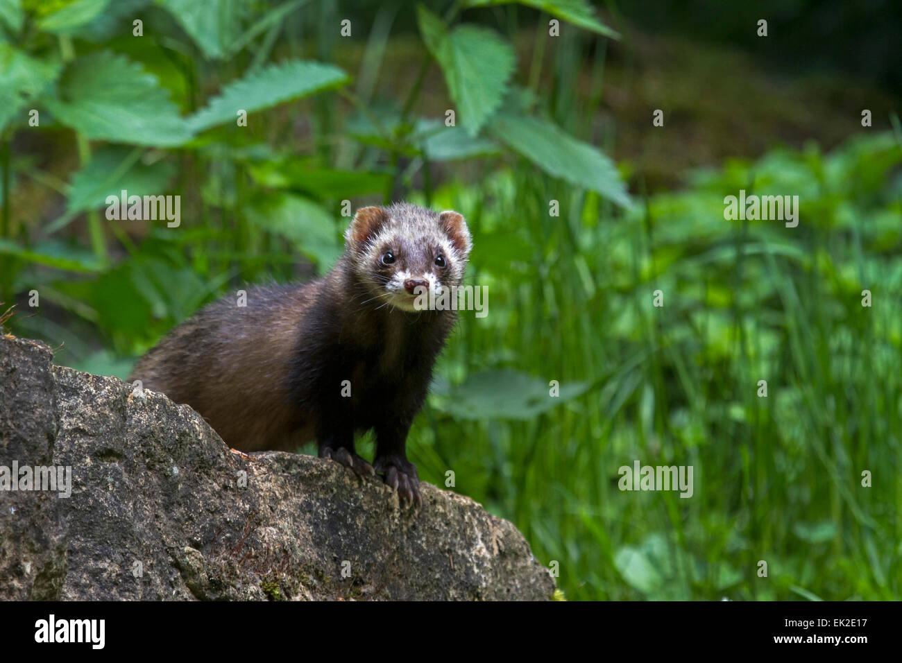 Iltis frettchen -Fotos und -Bildmaterial in hoher Auflösung – Alamy