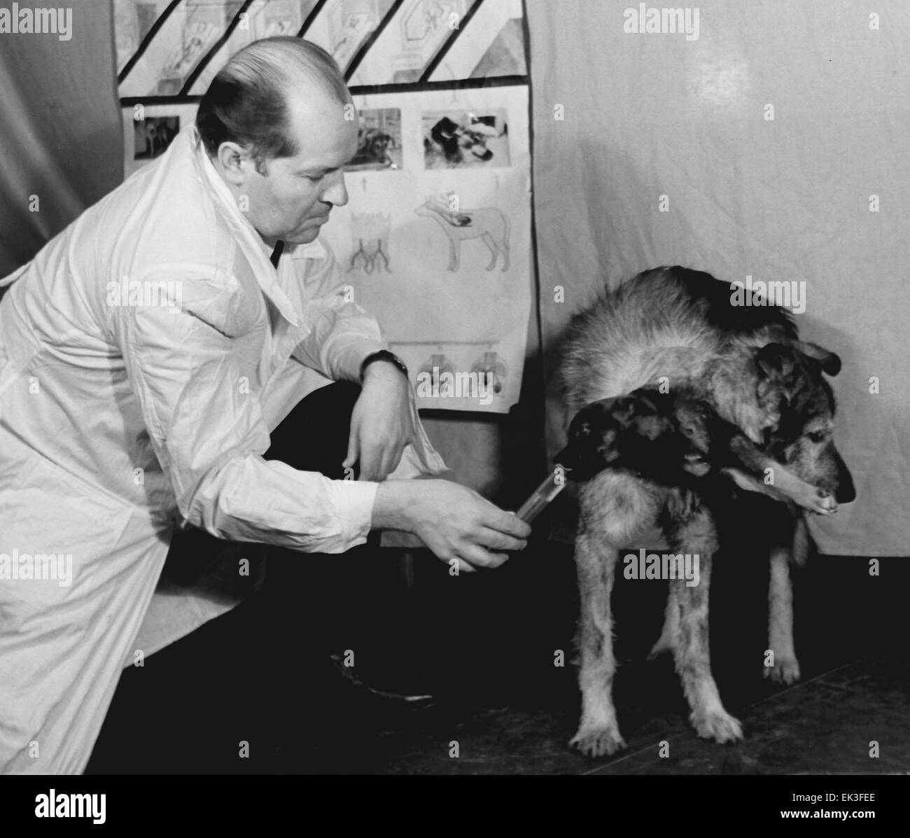 Vladimir Demikhov Stockfotos und -bilder Kaufen - Alamy