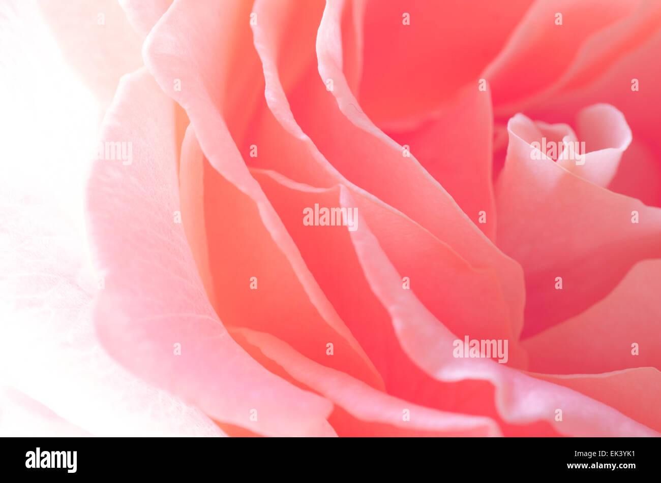 Schöne rosenblüten -Fotos und -Bildmaterial in hoher Auflösung – Alamy