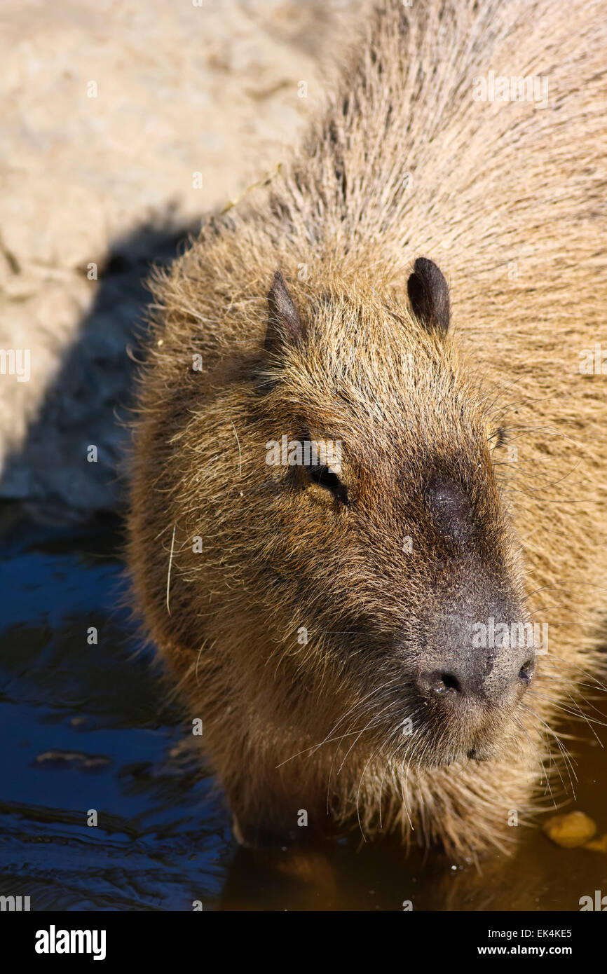 Panama capybara -Fotos und -Bildmaterial in hoher Auflösung – Alamy