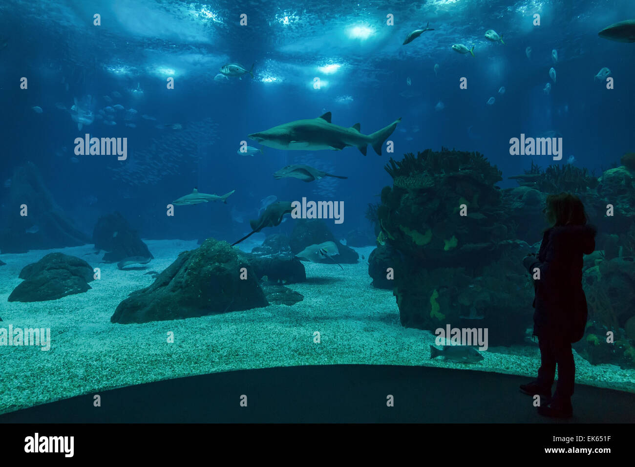 Portugal, Lissabon, Lissabon Ozeanarium (Oceanário de Lisboa), sieht ...