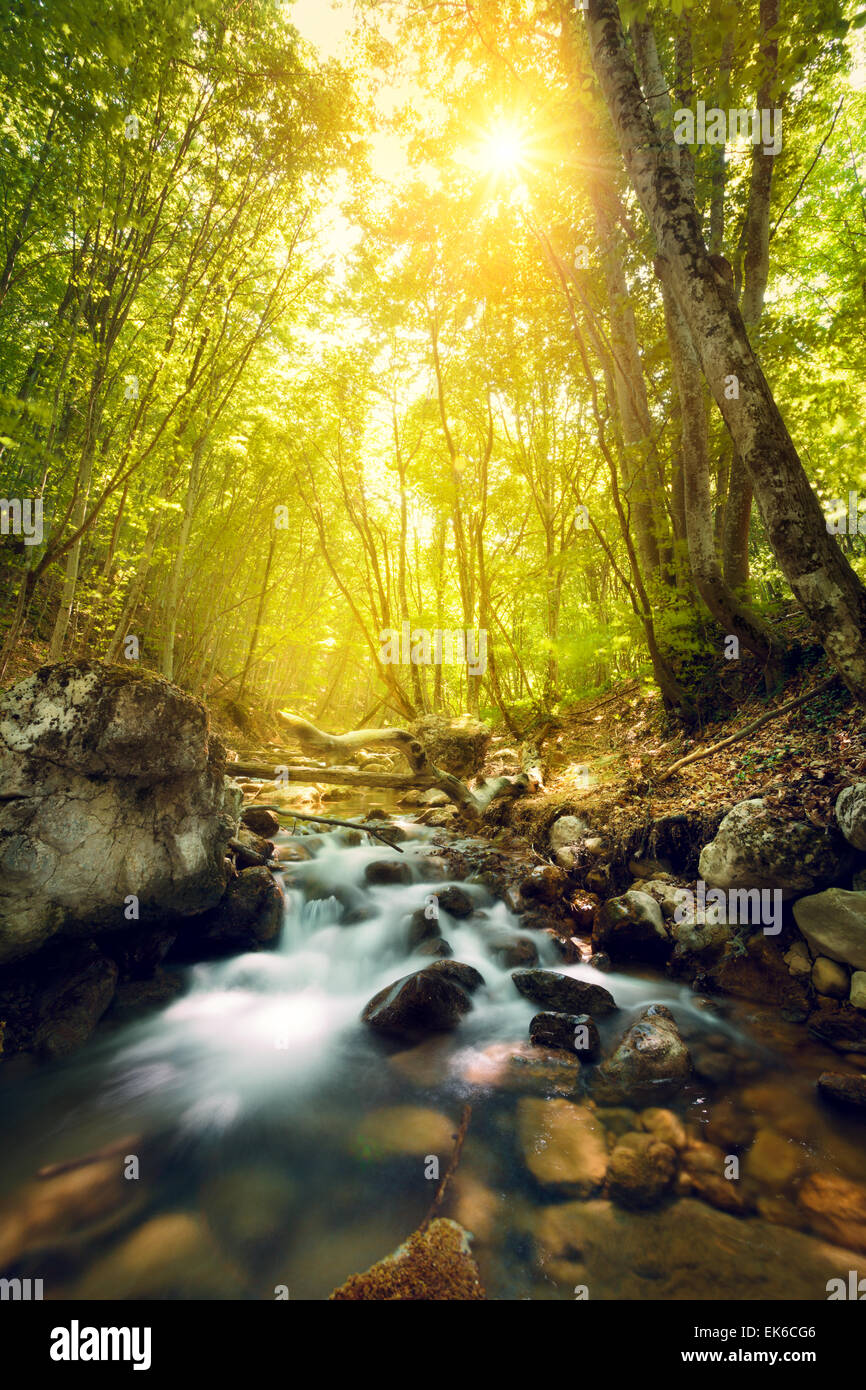Wald mit wasser -Fotos und -Bildmaterial in hoher Auflösung – Alamy