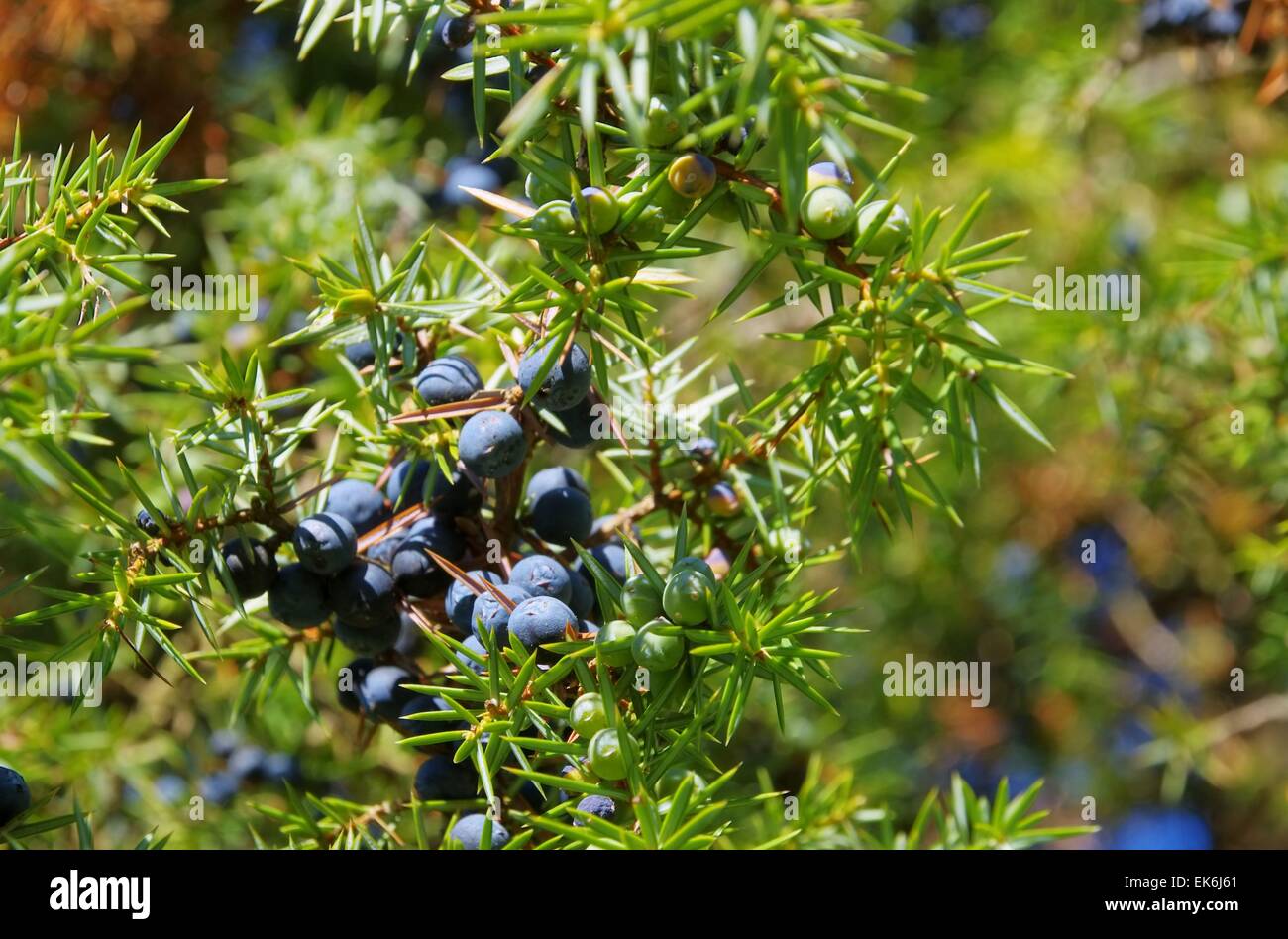 Wacholder communis -Fotos und -Bildmaterial in hoher Auflösung – Alamy