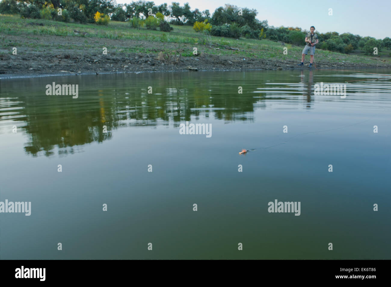 Fliege Fischen schwimmt auf der Oberfläche des Wassers in den ...