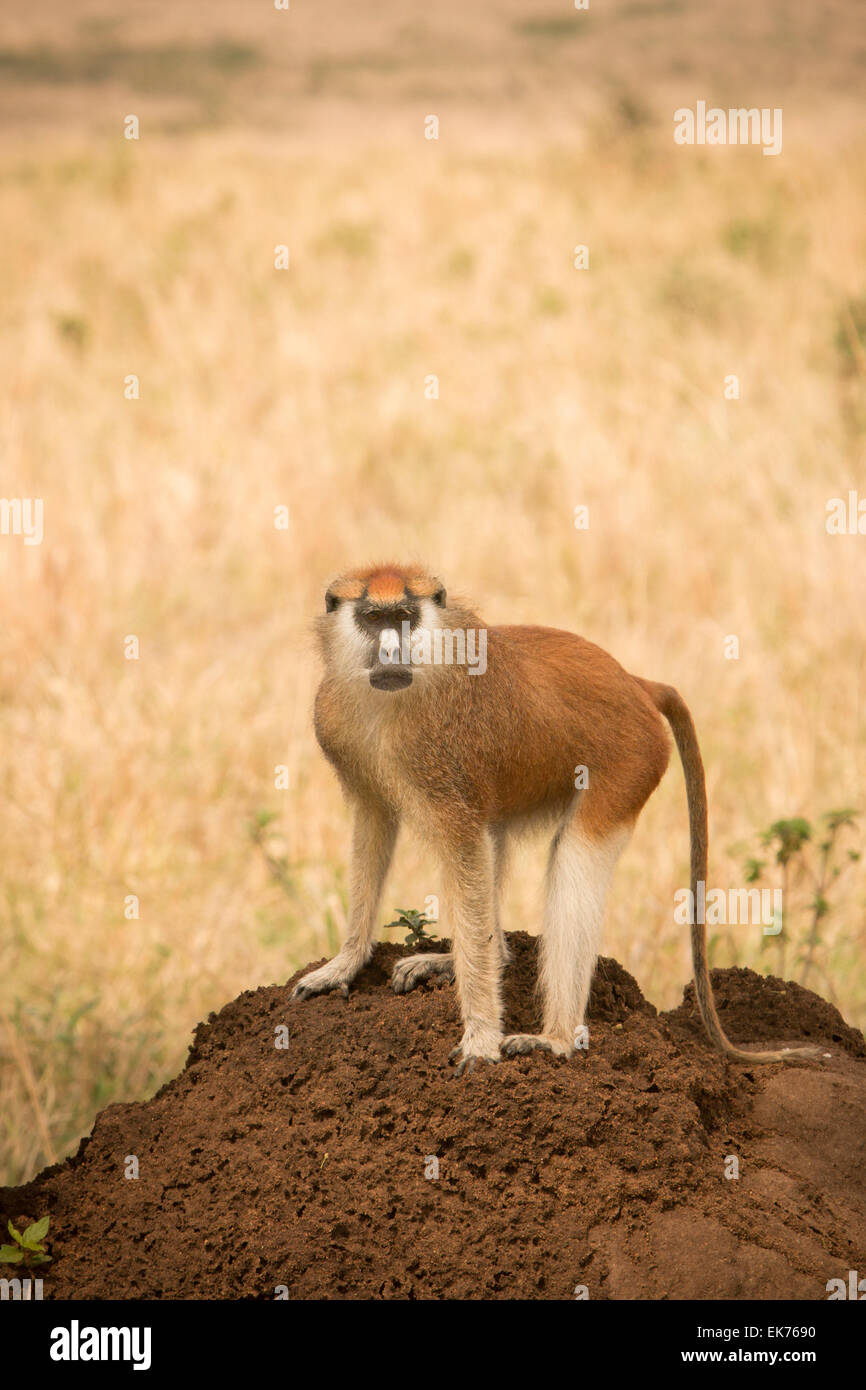 Rotgesicht affe -Fotos und -Bildmaterial in hoher Auflösung – Alamy