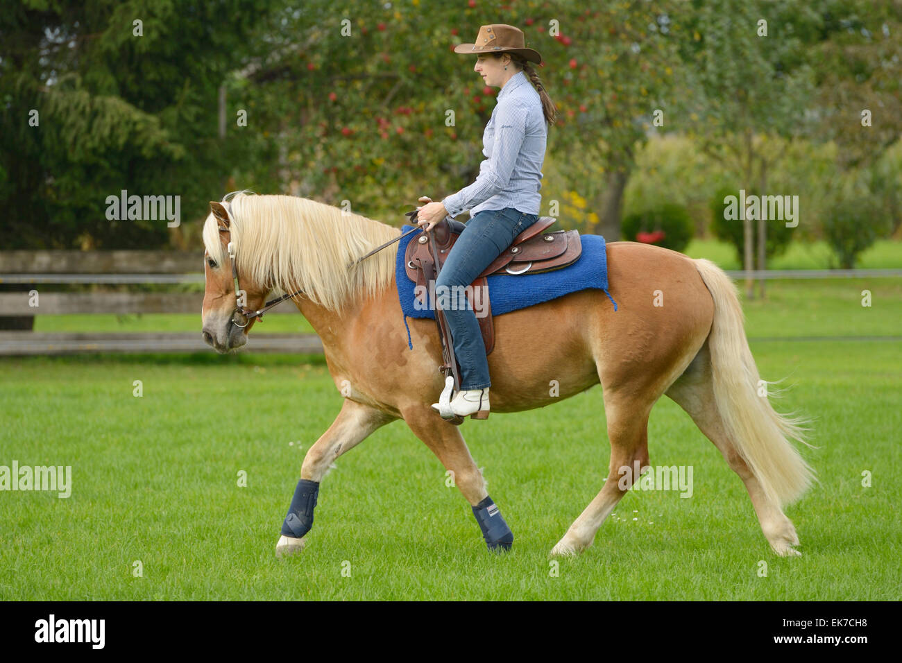 Westernreiten haflinger -Fotos und -Bildmaterial in hoher Auflösung – Alamy