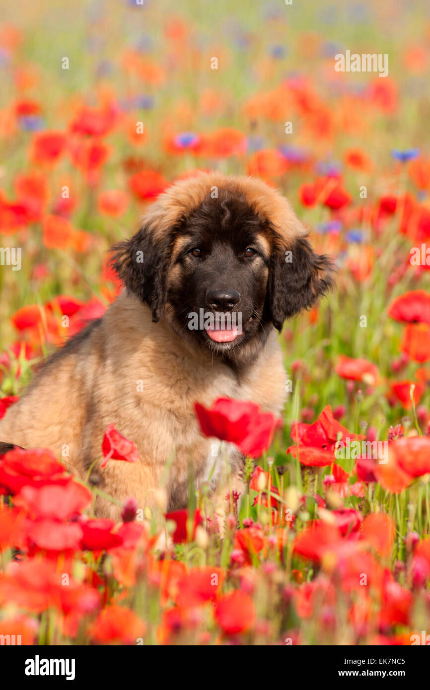 Leonberger baby -Fotos und -Bildmaterial in hoher Auflösung – Alamy