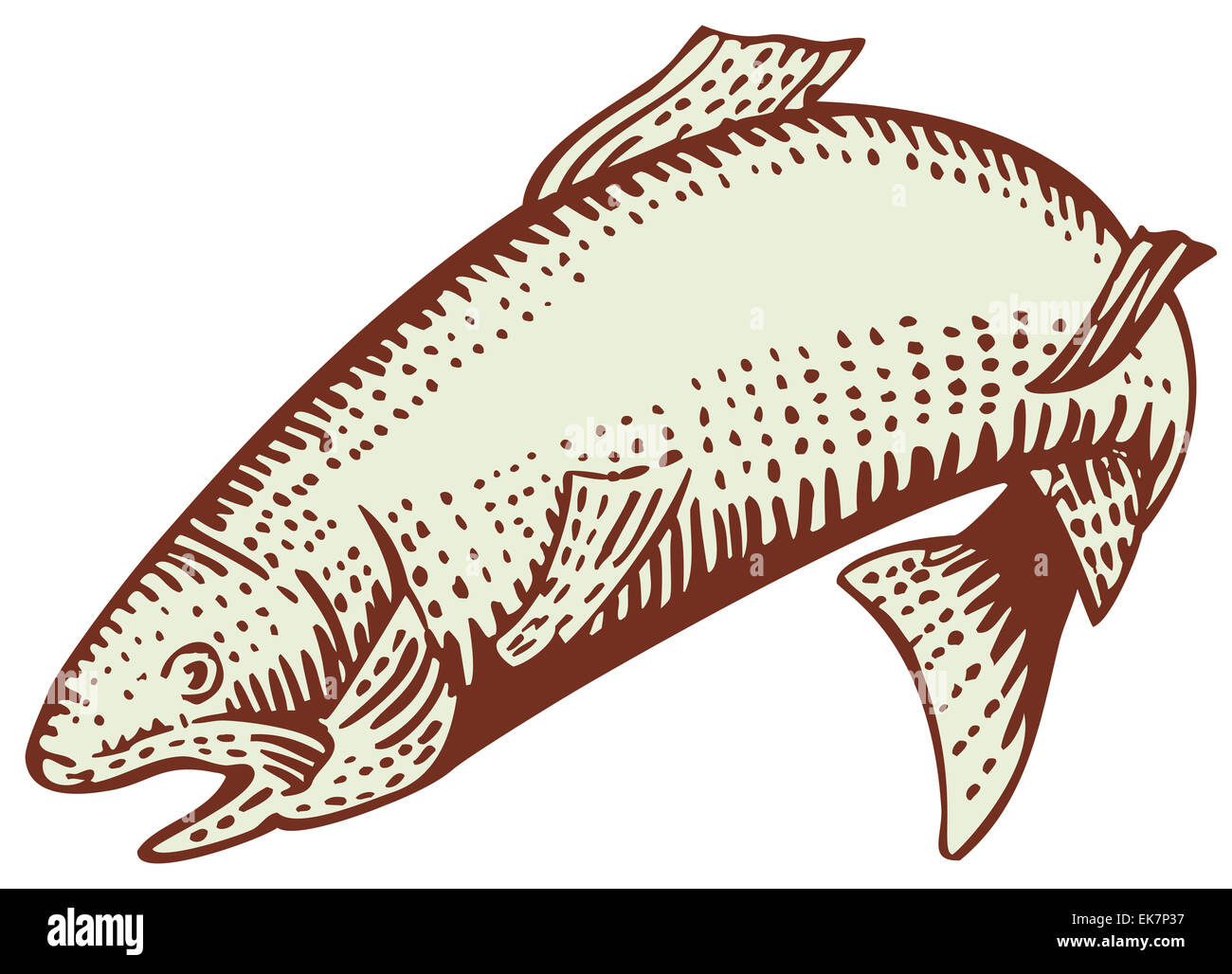 Springende forelle -Fotos und -Bildmaterial in hoher Auflösung – Alamy