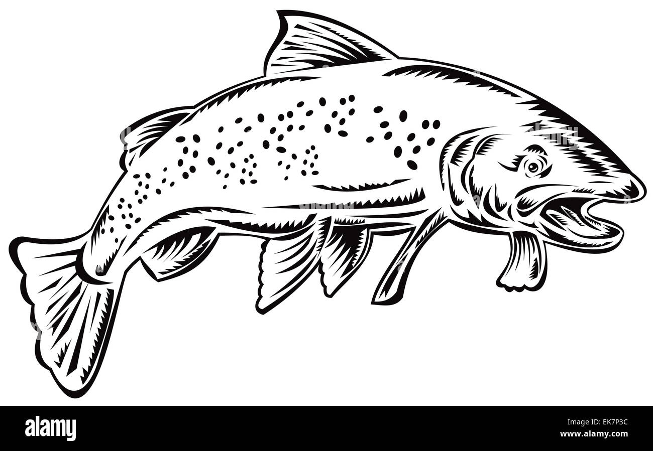 Forelle Fisch springen schwarz / weiß Stockfotografie - Alamy