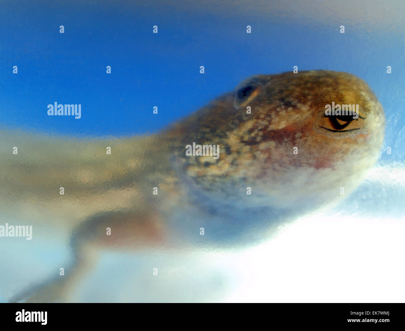 Frog frogs the tadpole tadpoles zu schwimmen larvae von amphibians ...