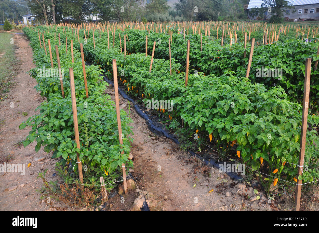 Pepper farm -Fotos und -Bildmaterial in hoher Auflösung – Alamy