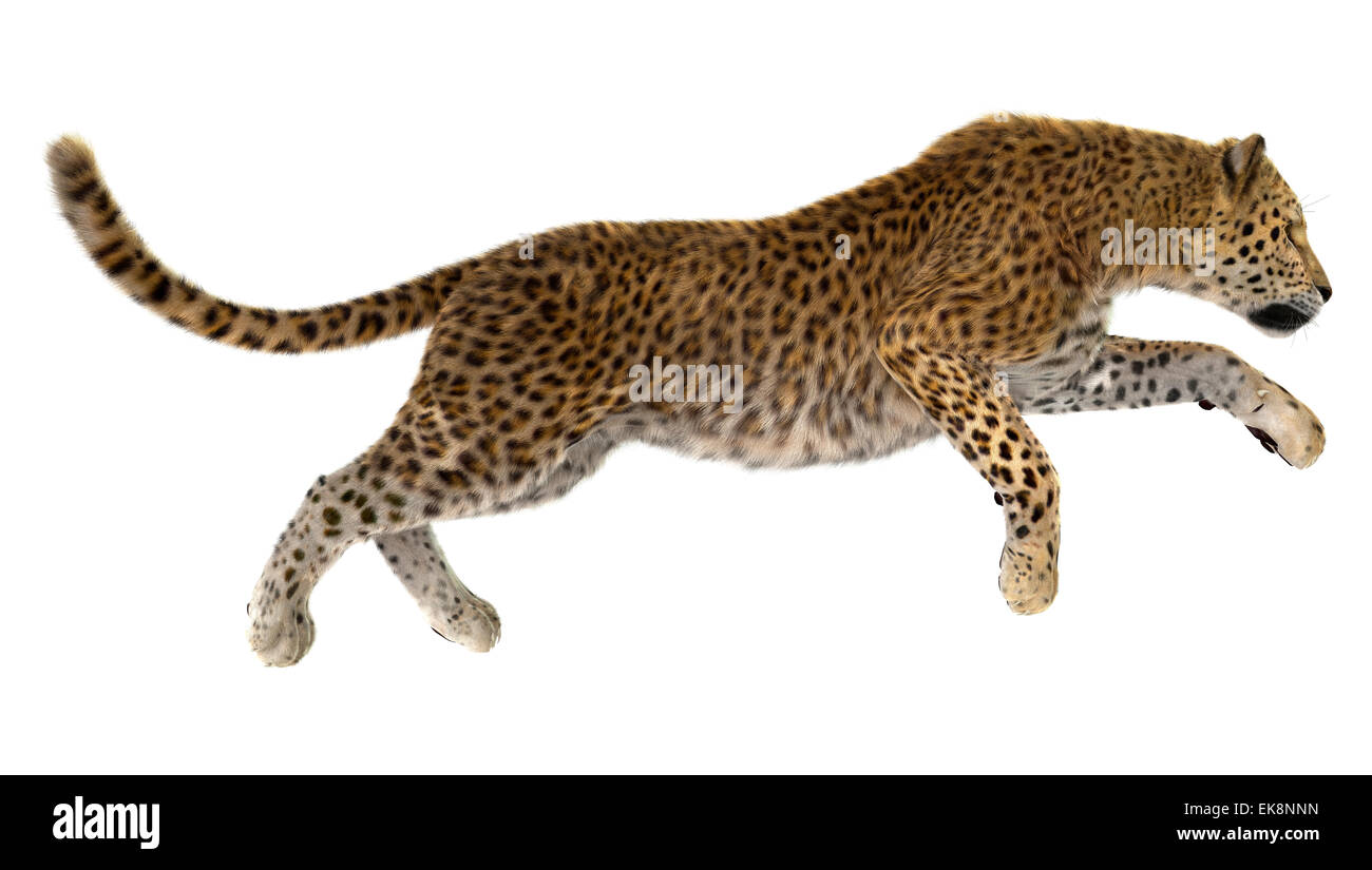 Springender Leopard Stockfotos und -bilder Kaufen - Alamy