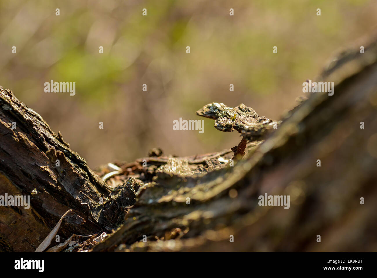 Alte protokolle -Fotos und -Bildmaterial in hoher Auflösung – Alamy