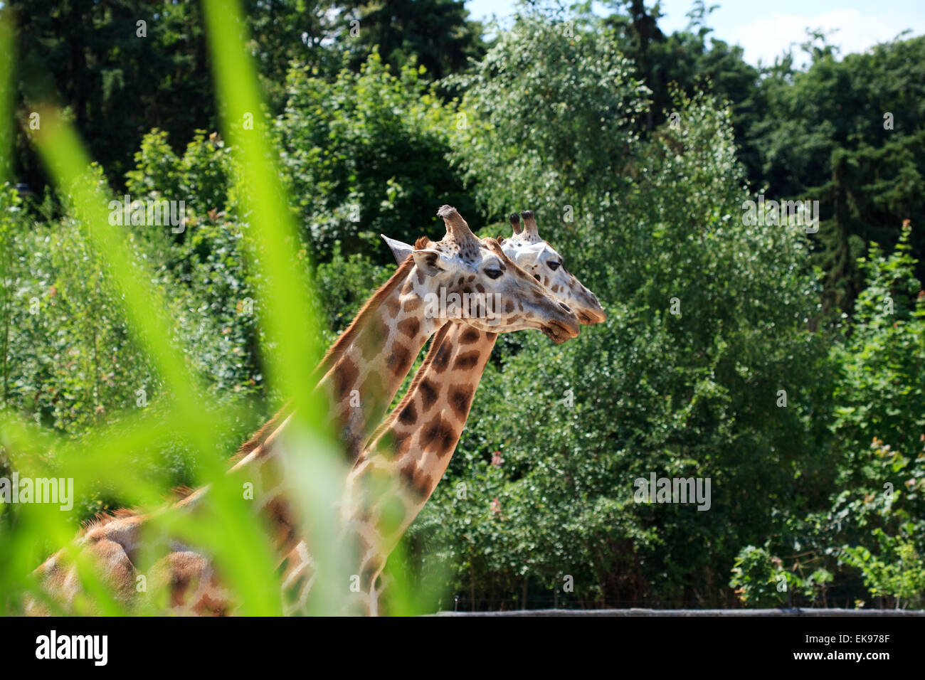 Bizarre animals -Fotos und -Bildmaterial in hoher Auflösung – Alamy