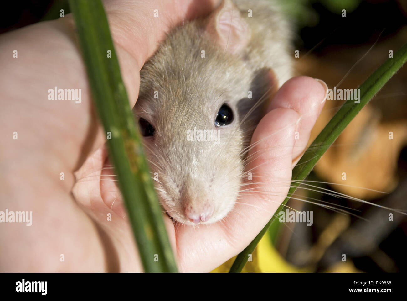 Landtiere kind -Fotos und -Bildmaterial in hoher Auflösung – Alamy