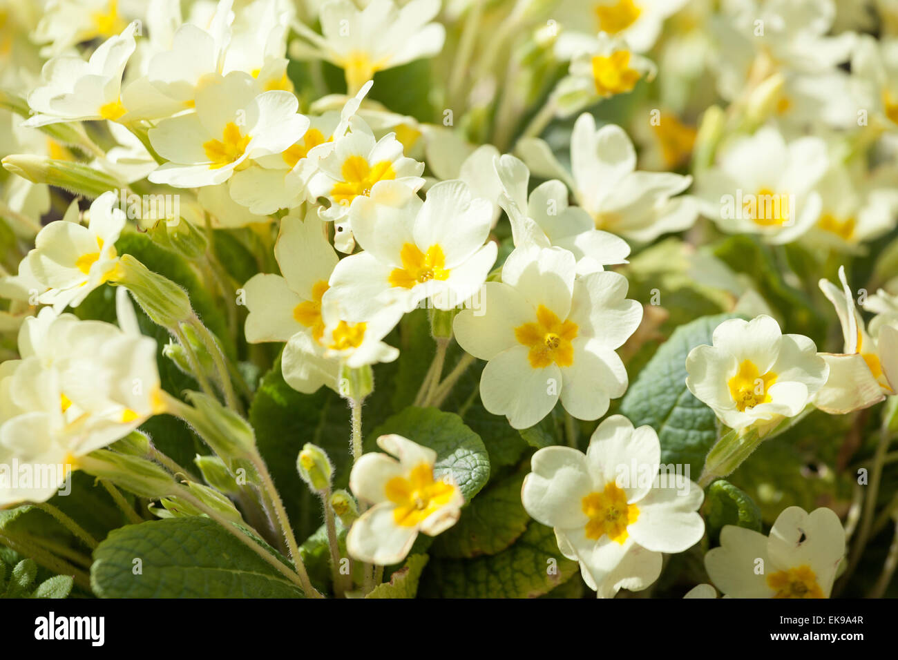 Gelbe wilde Primeln, Primula Vulgaris, in der Sonne Stockfotografie - Alamy