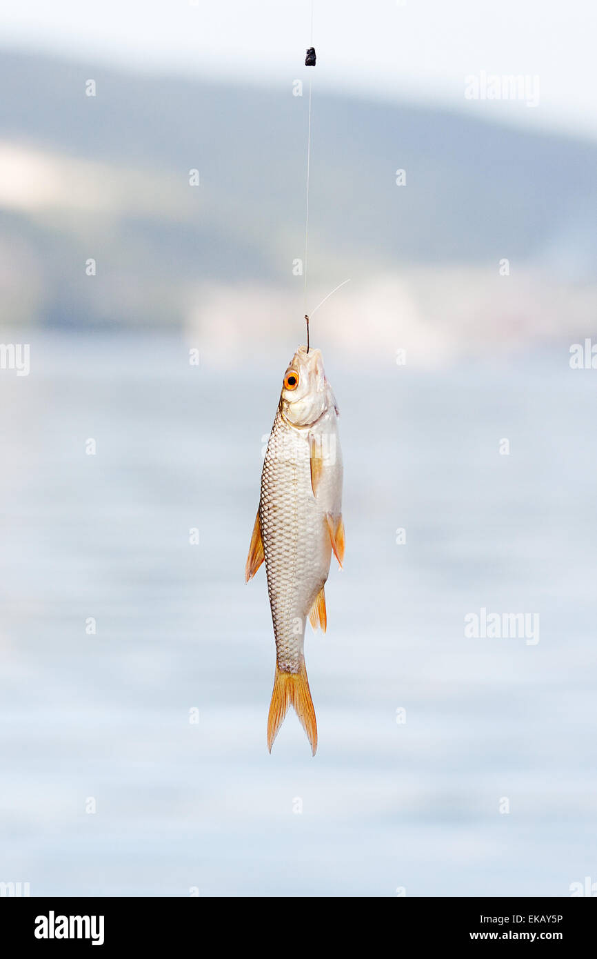 Fisch am haken -Fotos und -Bildmaterial in hoher Auflösung – Alamy