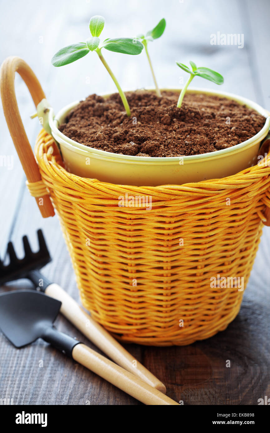 Pflanzen entwicklung -Fotos und -Bildmaterial in hoher Auflösung – Alamy