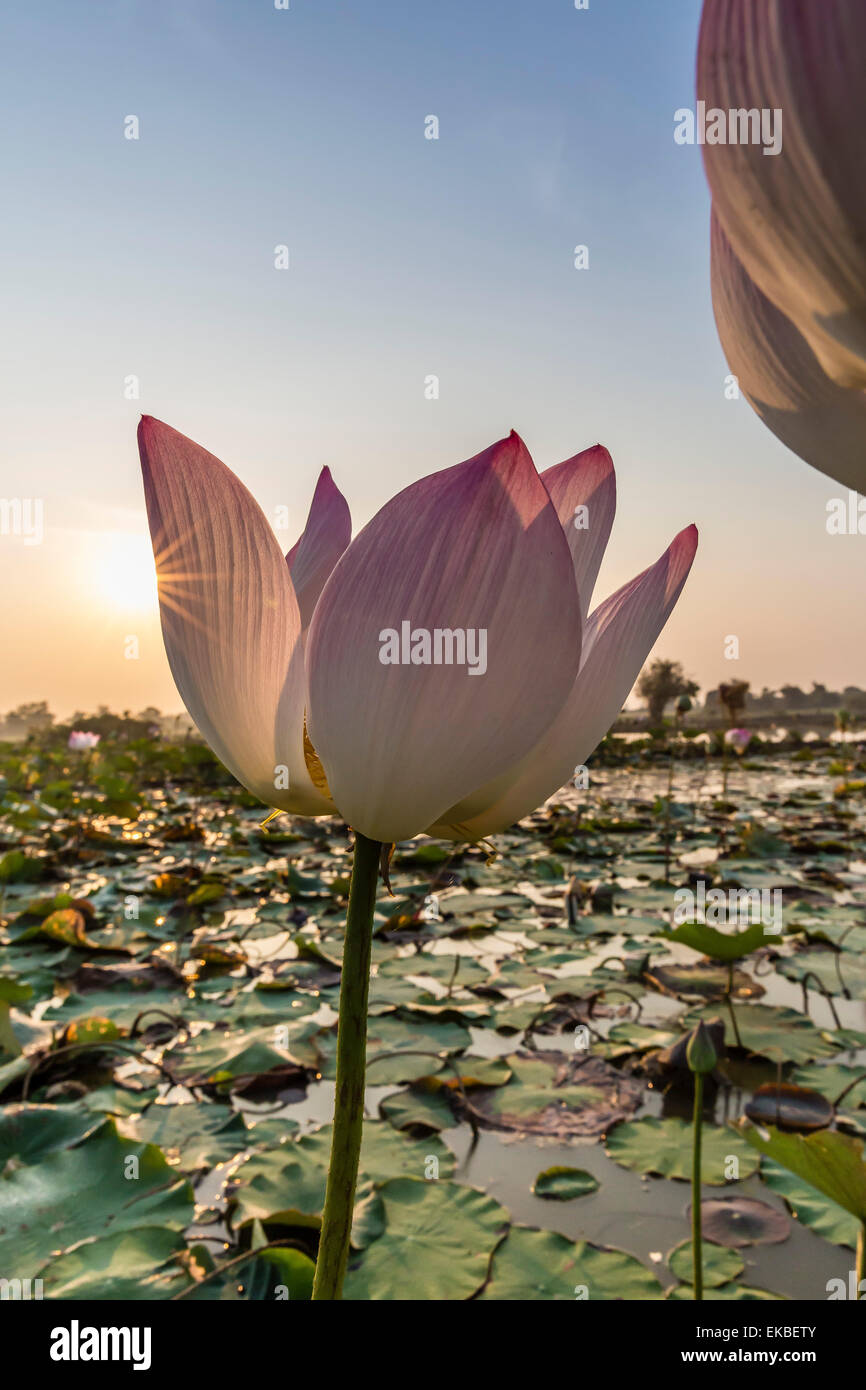 Bild der lotusblume -Fotos und -Bildmaterial in hoher Auflösung – Alamy