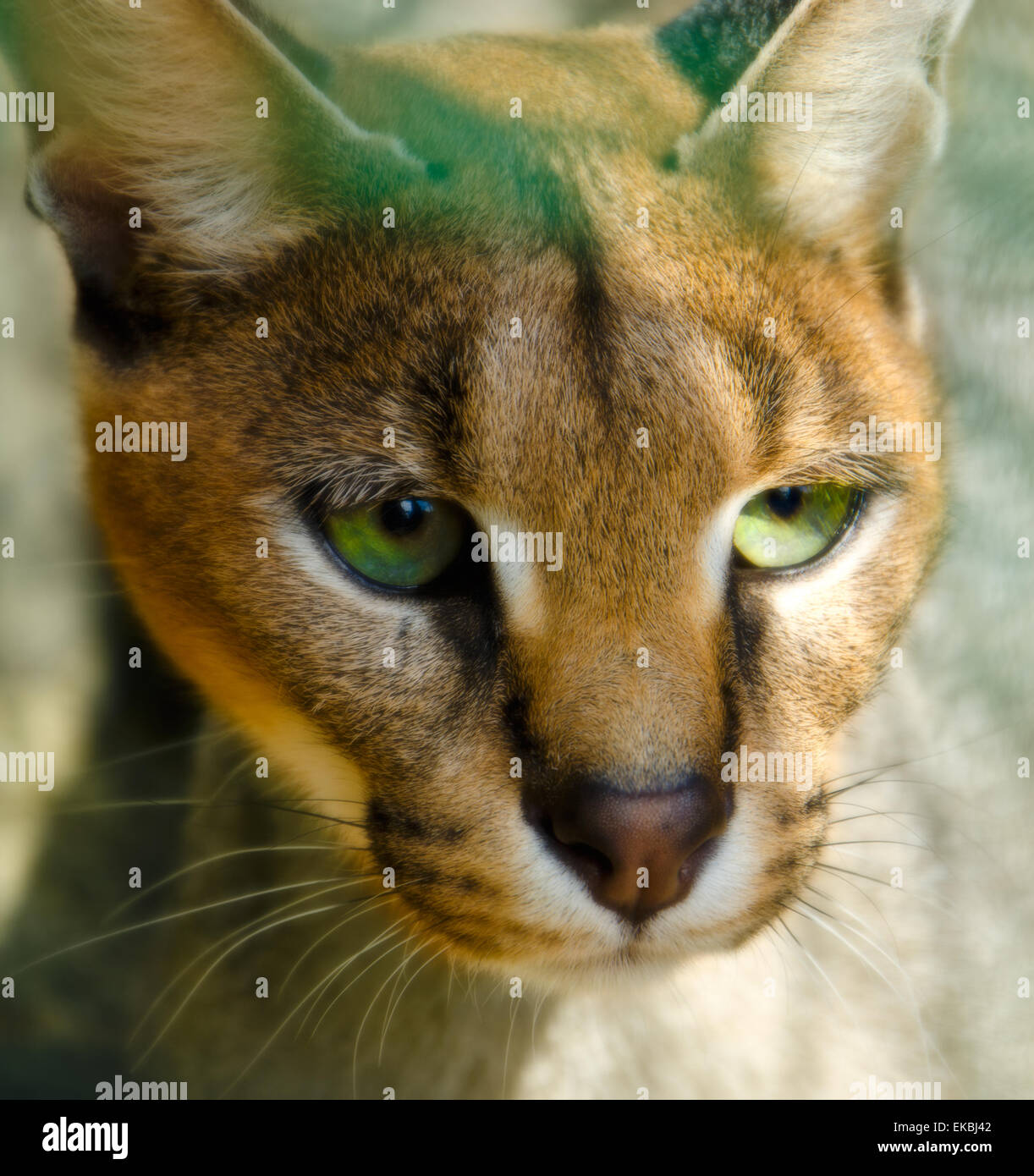 Wallpaper cat -Fotos und -Bildmaterial in hoher Auflösung – Alamy