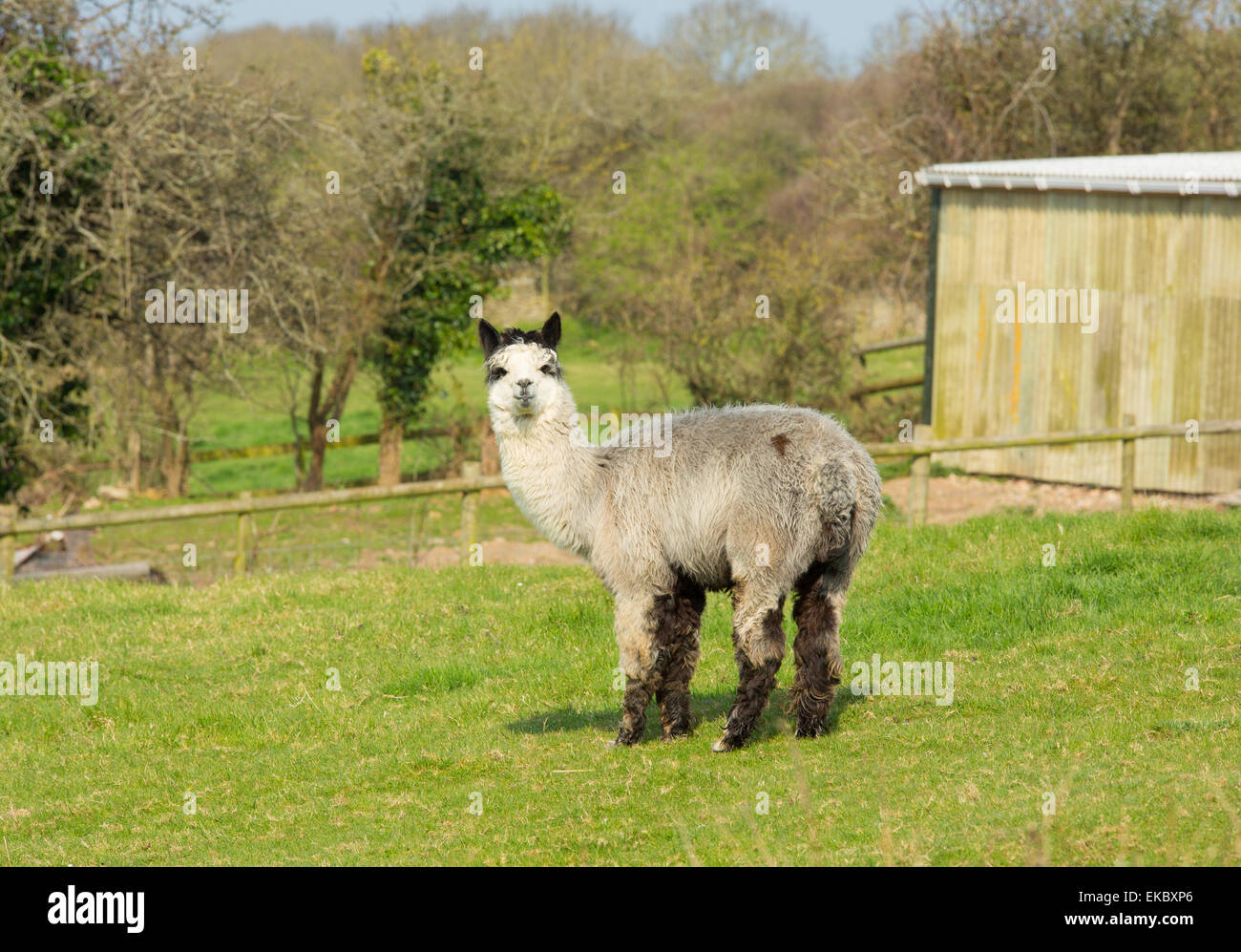 Hairy grey long neck -Fotos und -Bildmaterial in hoher Auflösung – Alamy