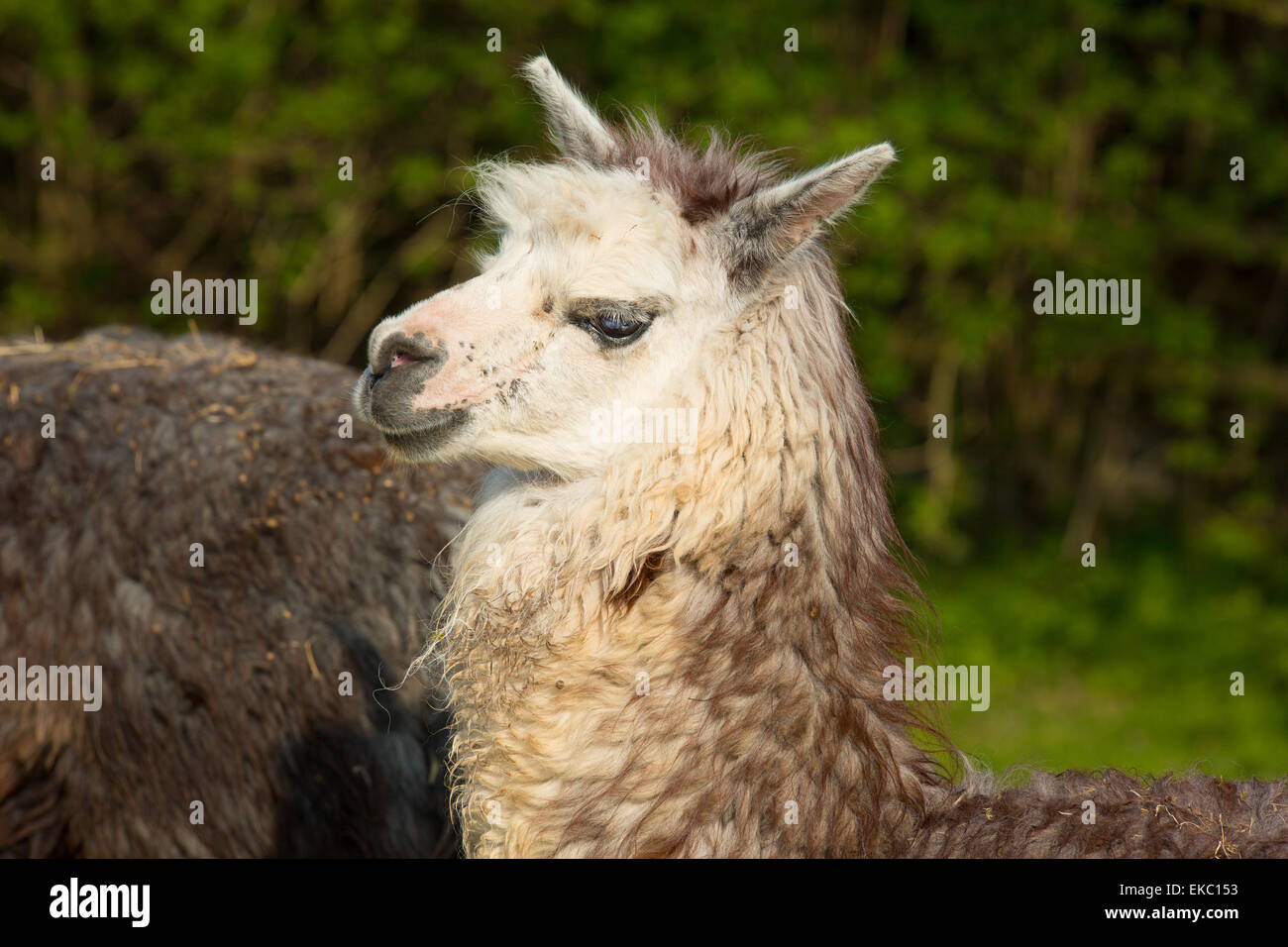 Cute alpaca -Fotos und -Bildmaterial in hoher Auflösung – Alamy
