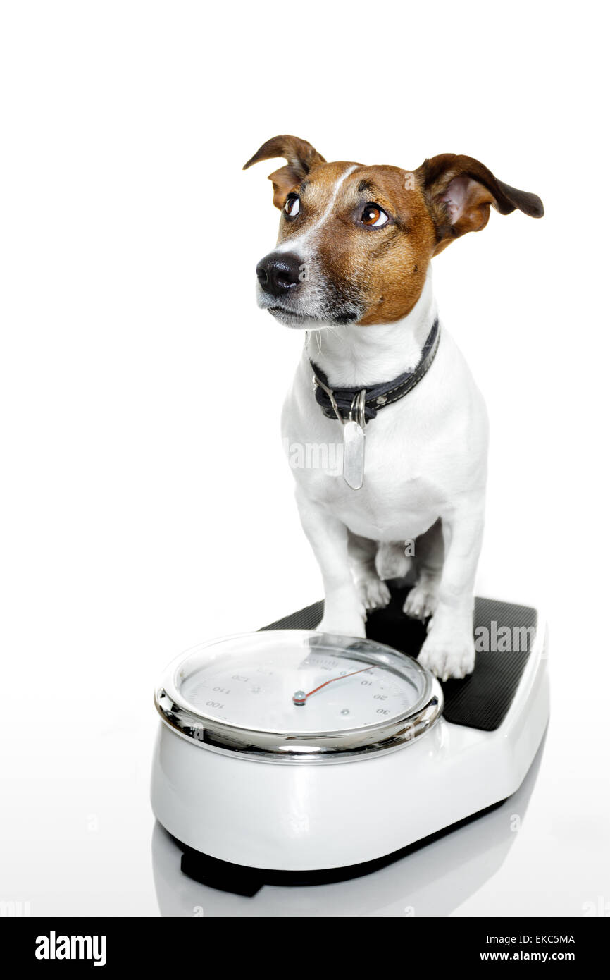 Hund im Maßstab Stockfotografie - Alamy