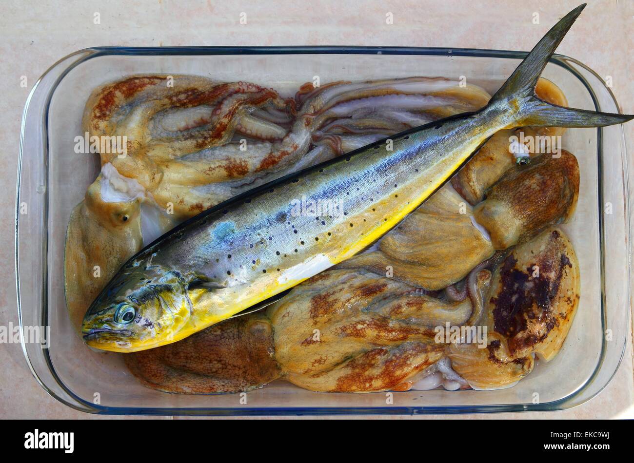 Delphin Fisch Dorado Kraken und Tintenfische Stockfotografie - Alamy