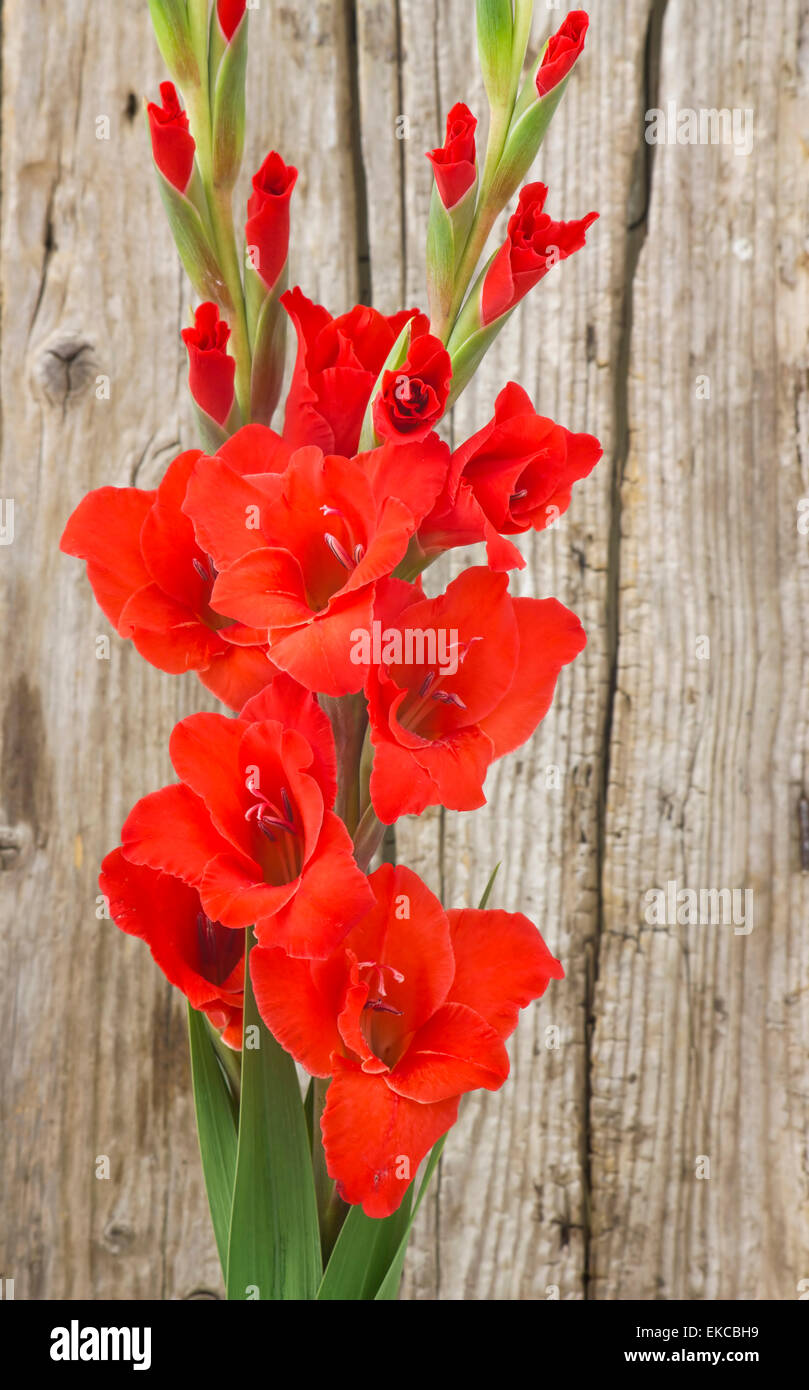 Red gladiolus -Fotos und -Bildmaterial in hoher Auflösung – Alamy
