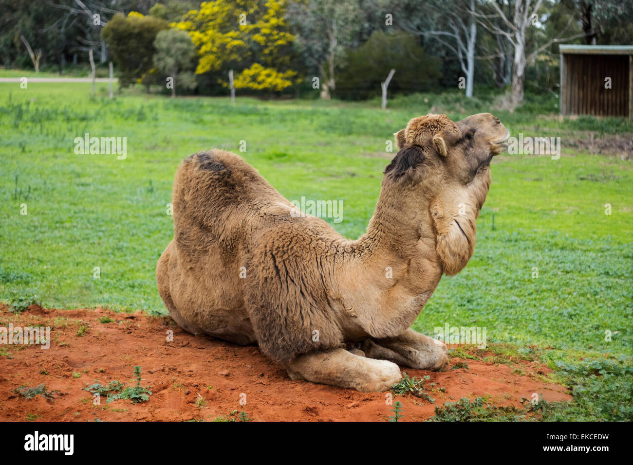 Camel Sitting Stockfotos und -bilder Kaufen - Alamy