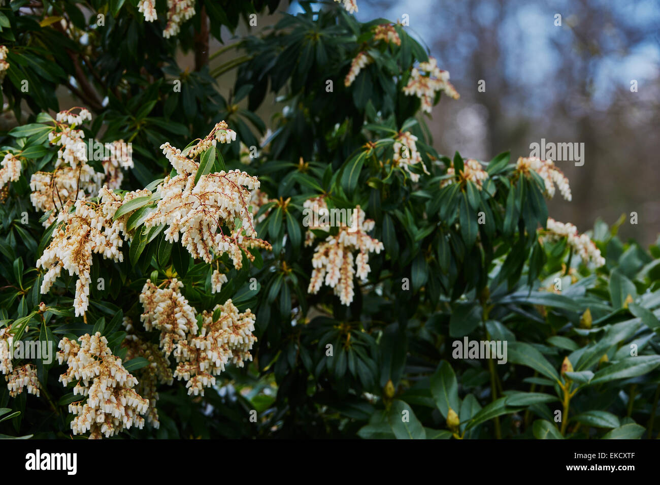 Pieris floribunda -Fotos und -Bildmaterial in hoher Auflösung – Alamy