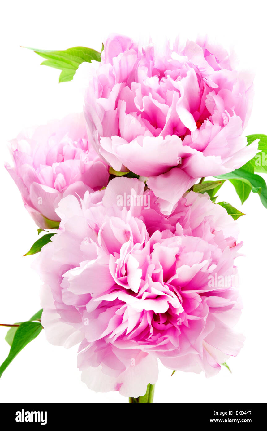 Rosa Pfingstrose Stockfotos und -bilder Kaufen - Alamy