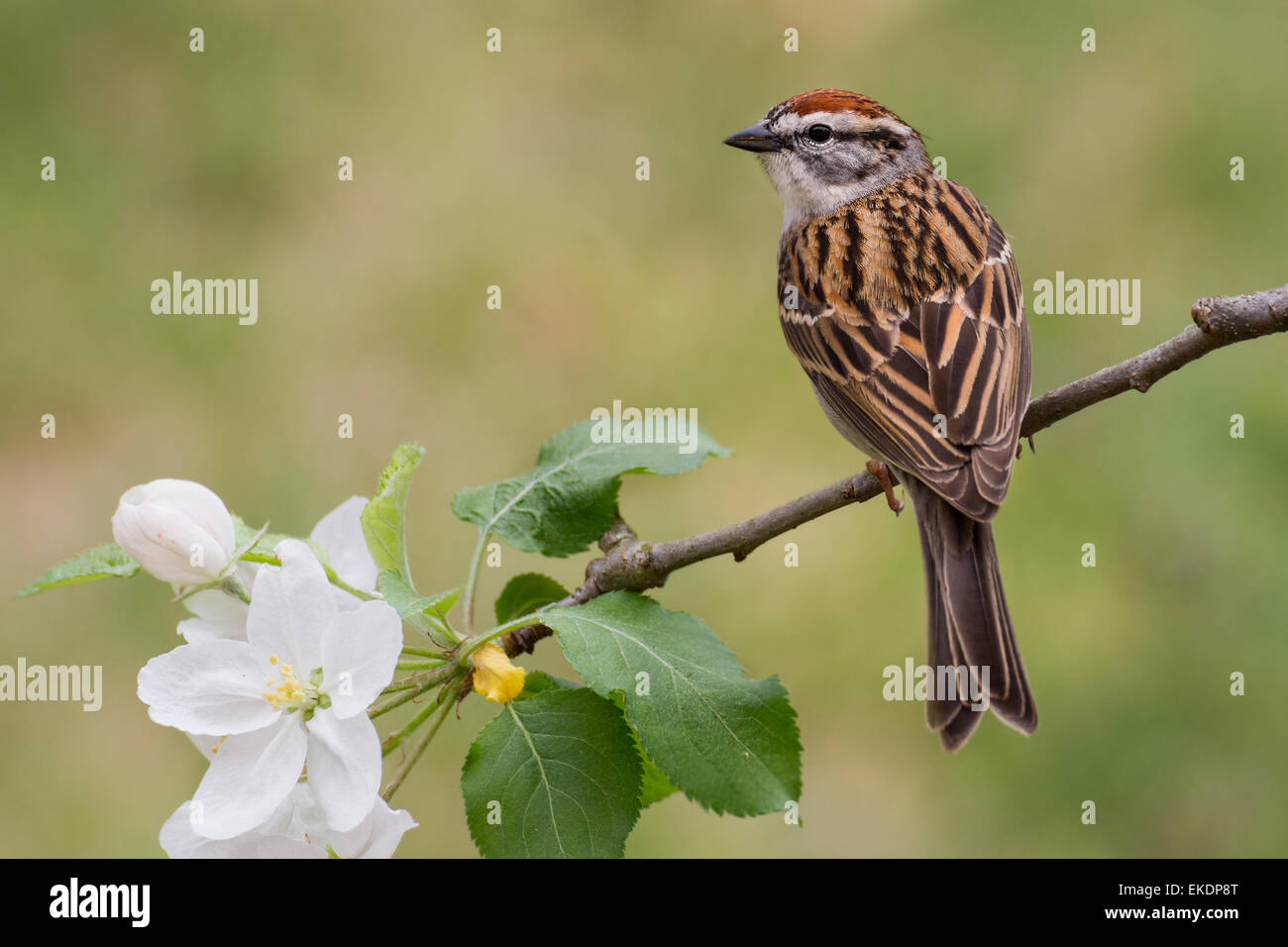 Der spatz -Fotos und -Bildmaterial in hoher Auflösung – Alamy