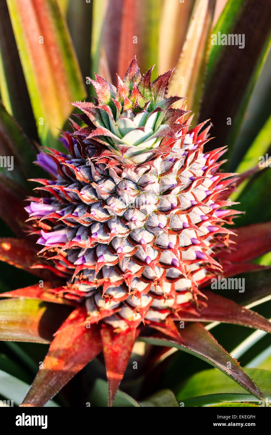 Baby ananas -Fotos und -Bildmaterial in hoher Auflösung – Alamy