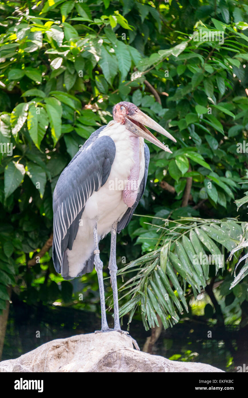 Marabu storch leptoptilos crumenifer wild -Fotos und -Bildmaterial in ...