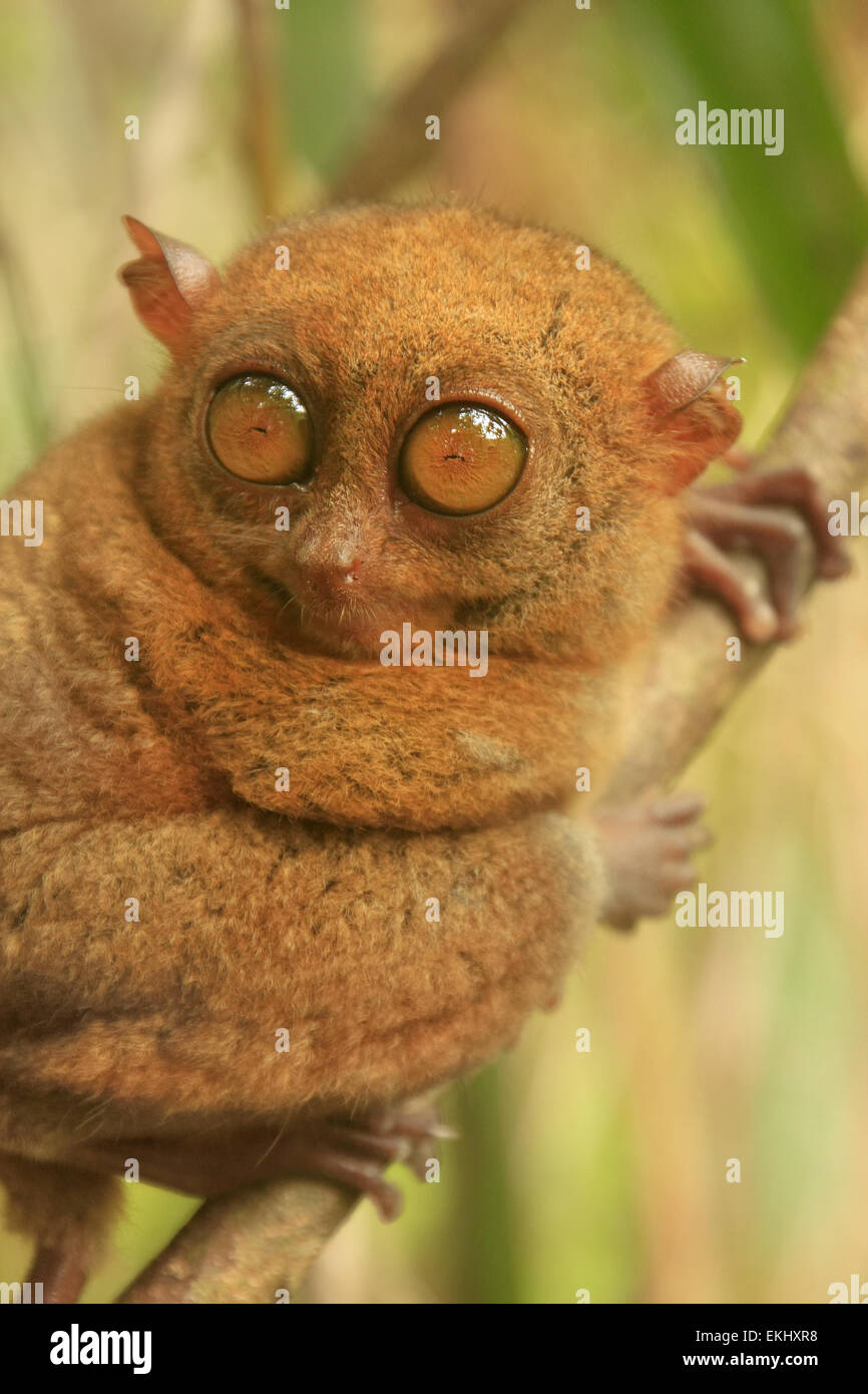 Koboldmaki sitzen auf einem Baum, Bohol Island, Philippinen ...