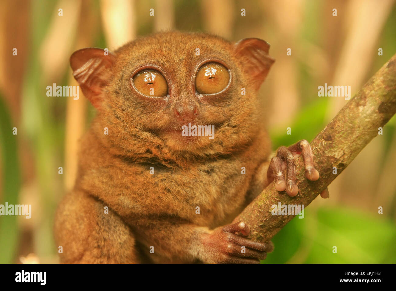 Koboldmaki auf den philippinen -Fotos und -Bildmaterial in hoher ...