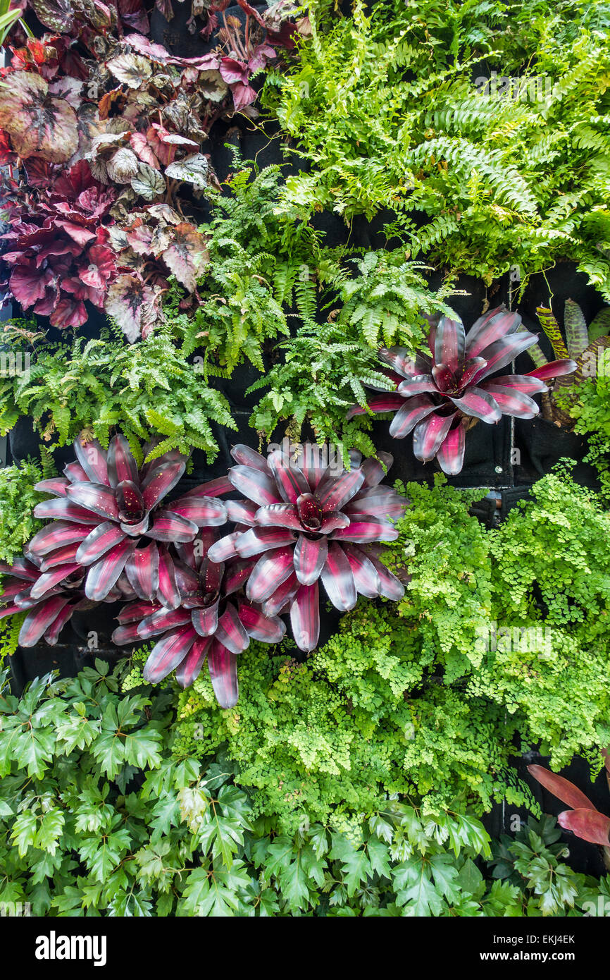 Der vertikale garten -Fotos und -Bildmaterial in hoher Auflösung – Alamy
