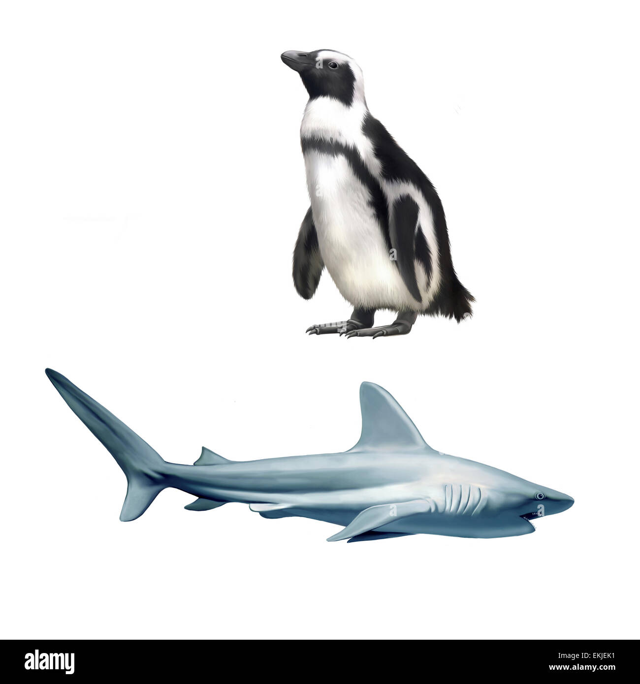 Hintergrund phoca -Fotos und -Bildmaterial in hoher Auflösung – Alamy