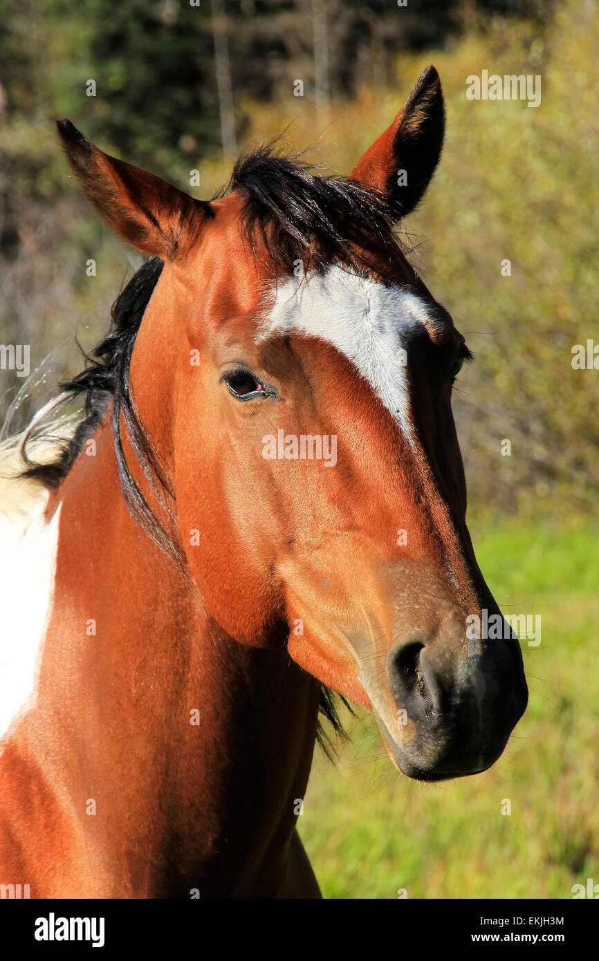 American Quarter Horse Stockfotos und -bilder Kaufen - Alamy
