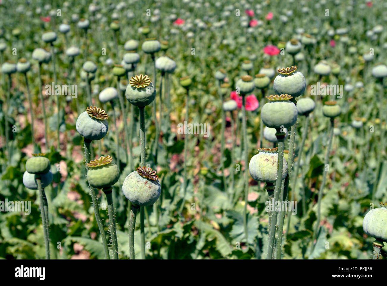 Schlafmohn (Papaver Somniferum), Österreich Europa Stockfotografie - Alamy