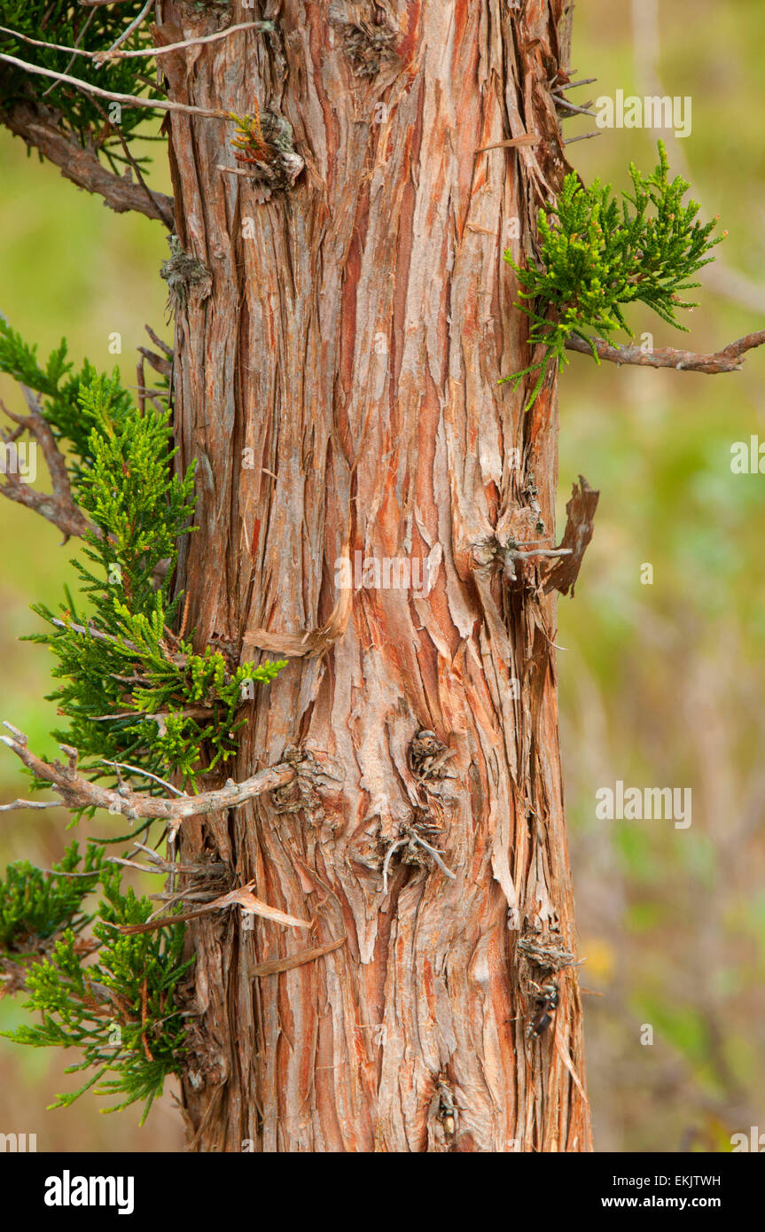 Red cedar wildlife area -Fotos und -Bildmaterial in hoher Auflösung – Alamy