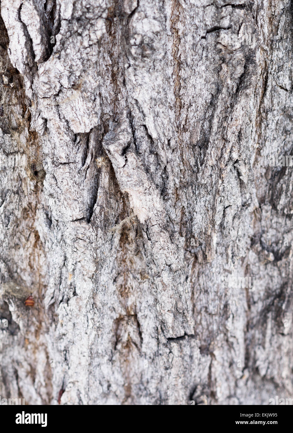 Ahorn rinde -Fotos und -Bildmaterial in hoher Auflösung – Alamy