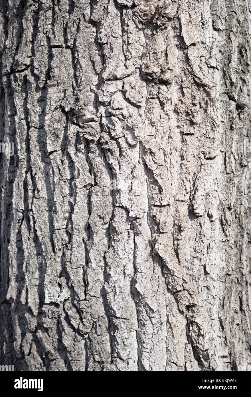 Ahorn rinde -Fotos und -Bildmaterial in hoher Auflösung – Alamy