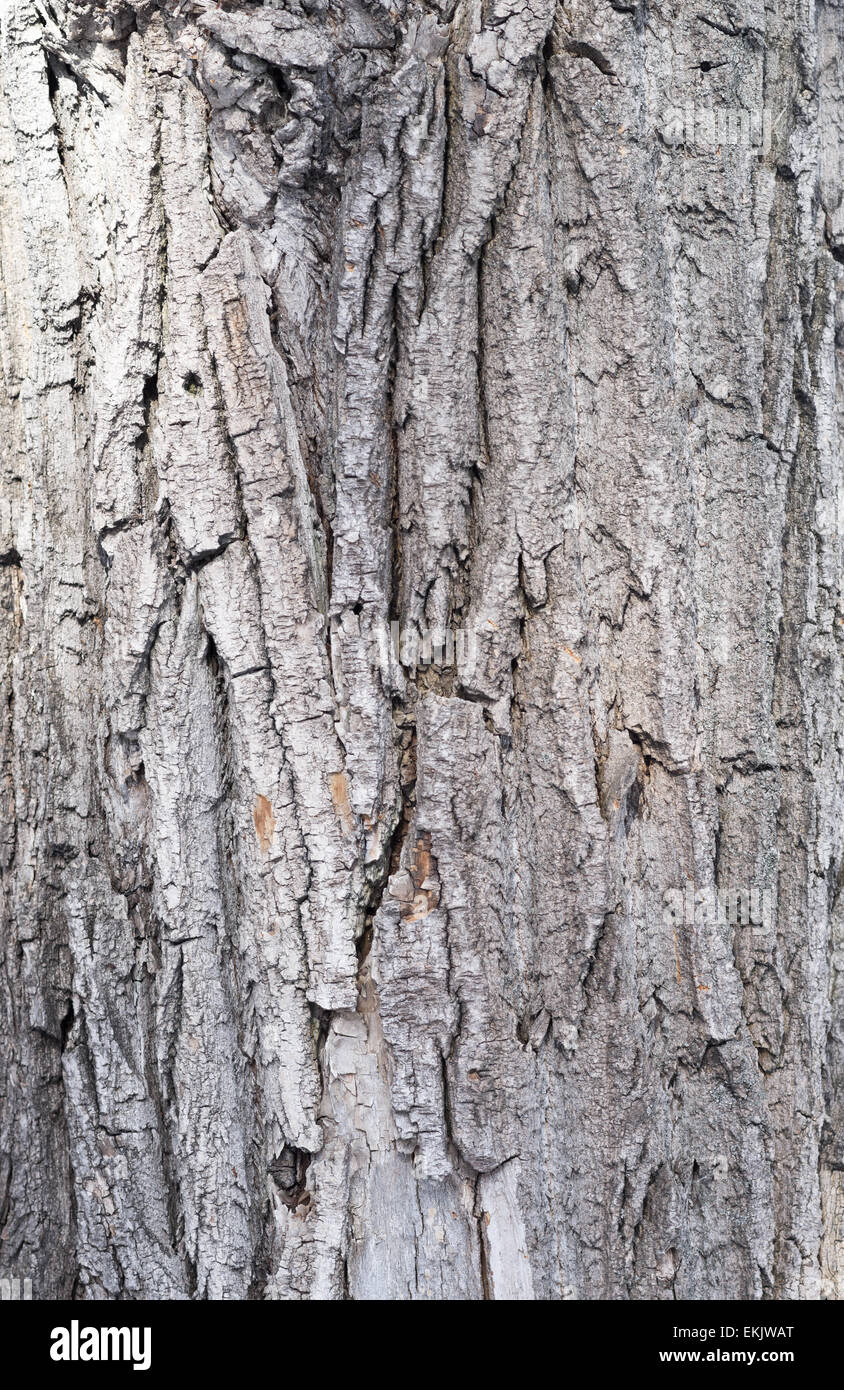 Ahorn rinde -Fotos und -Bildmaterial in hoher Auflösung – Alamy