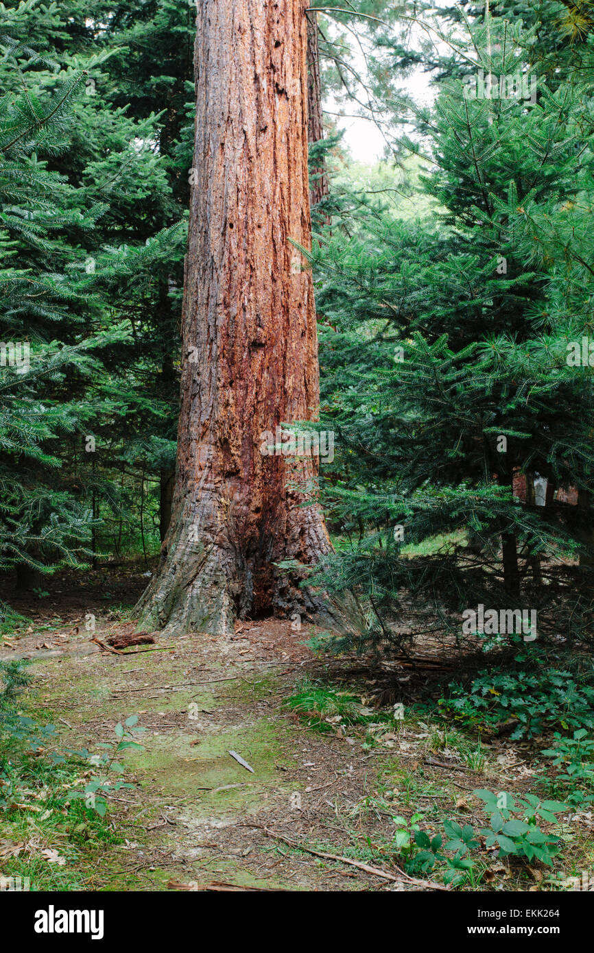 Mammut tree -Fotos und -Bildmaterial in hoher Auflösung – Alamy