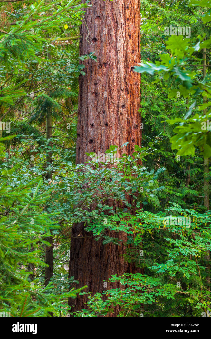 Mammut Tree Stockfotos & Mammut Tree Bilder - Alamy