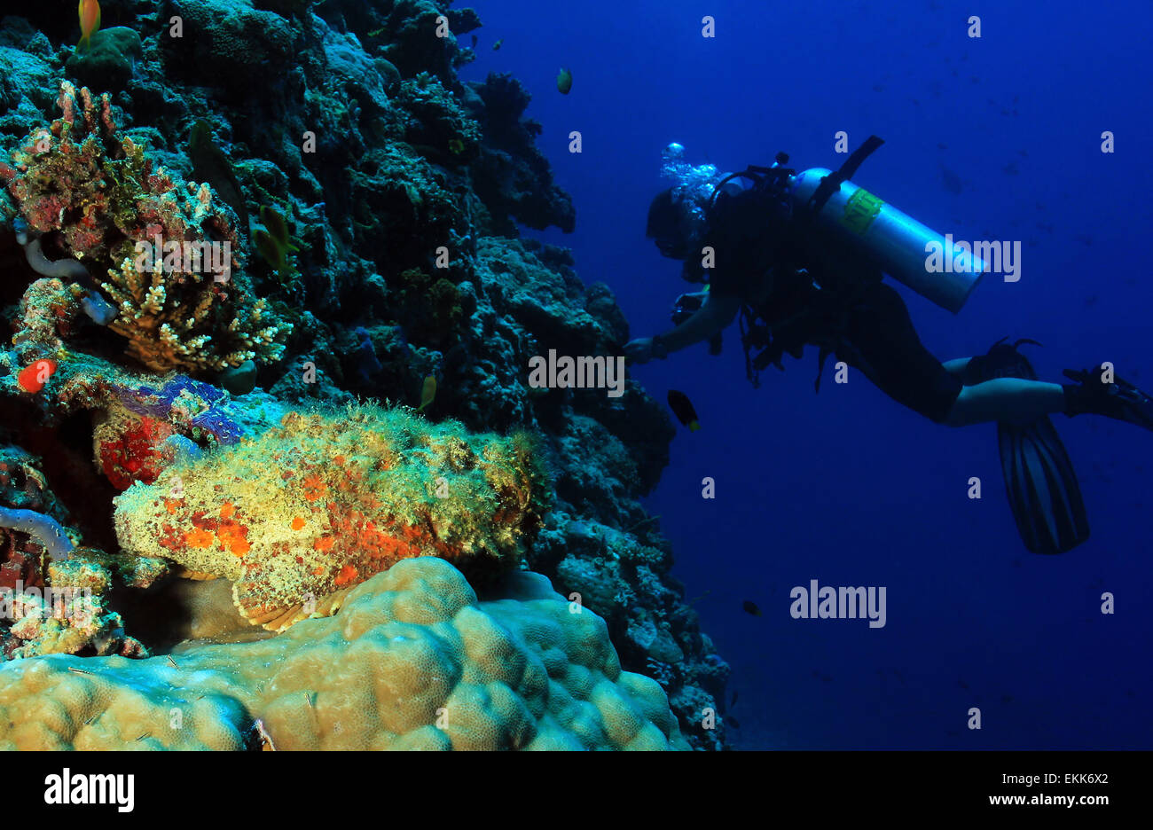 Steinfisch (Synanceia verzweigt) und Taucher am Riff, Süd Ari Atoll ...