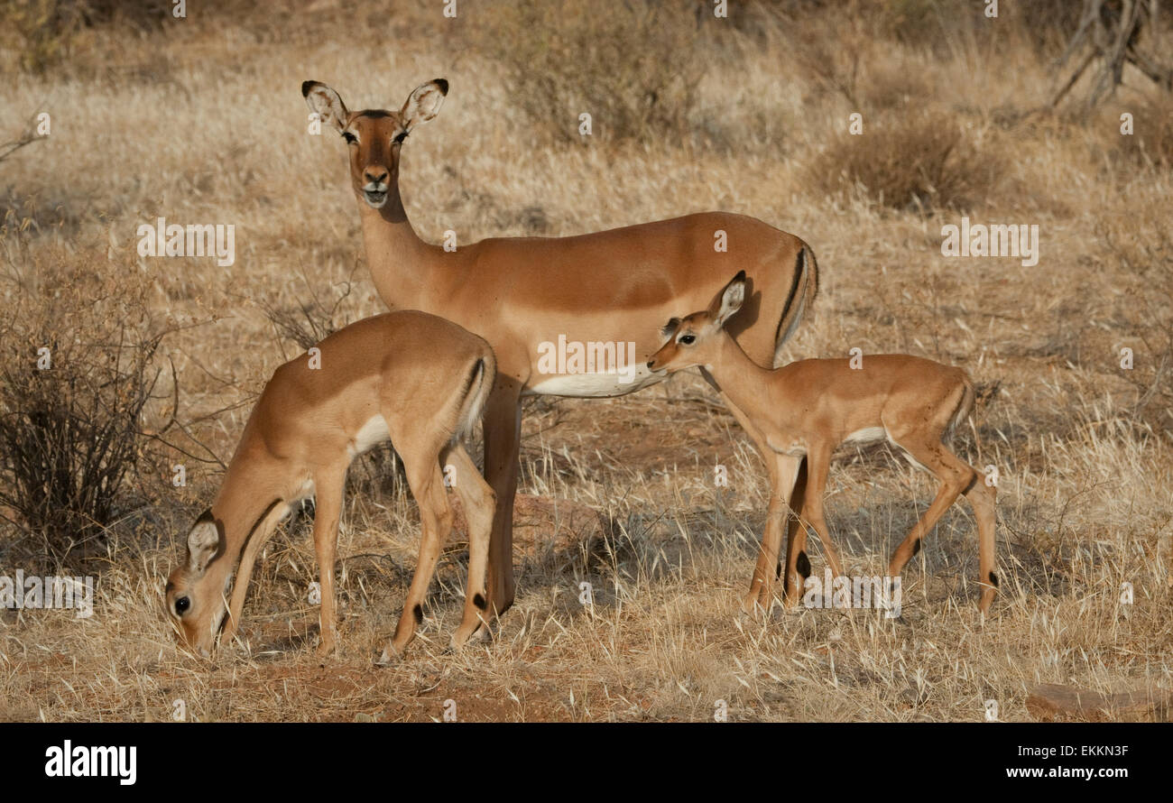 Impala babys -Fotos und -Bildmaterial in hoher Auflösung – Alamy