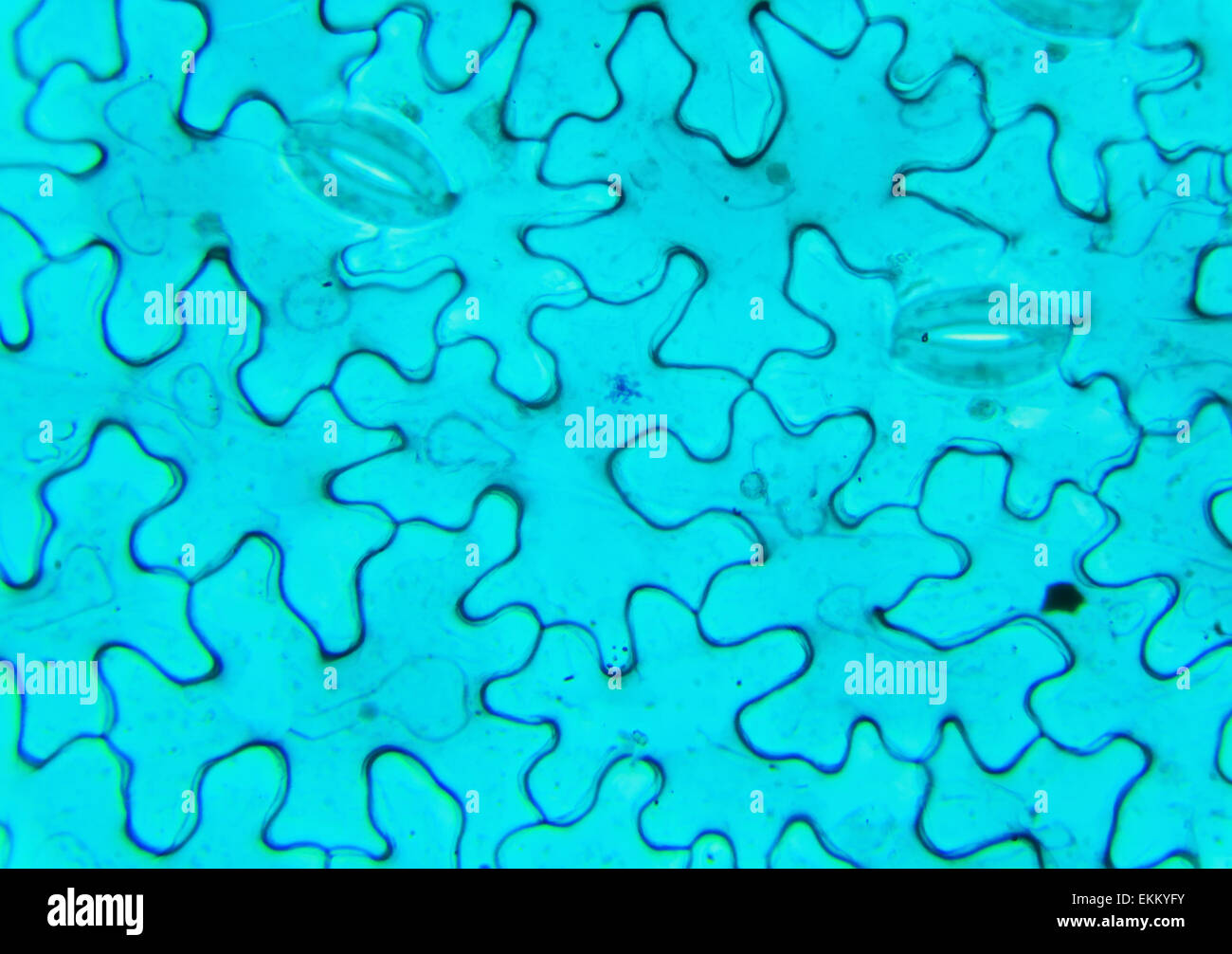 Cross section leaf microscope -Fotos und -Bildmaterial in hoher ...